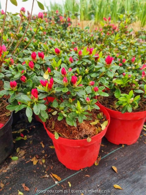 Azalia Japońska GEISHA RED 'KAZUKO' REALNE ZDJĘCIA - doogrodu.com.pl